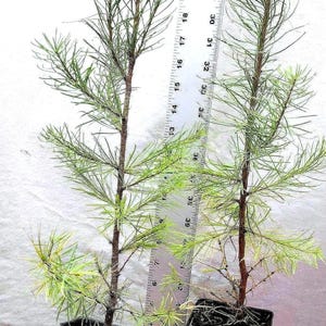 Western Larch Tree in Small Nursery Pot. Larix Occidentalis. Western ...