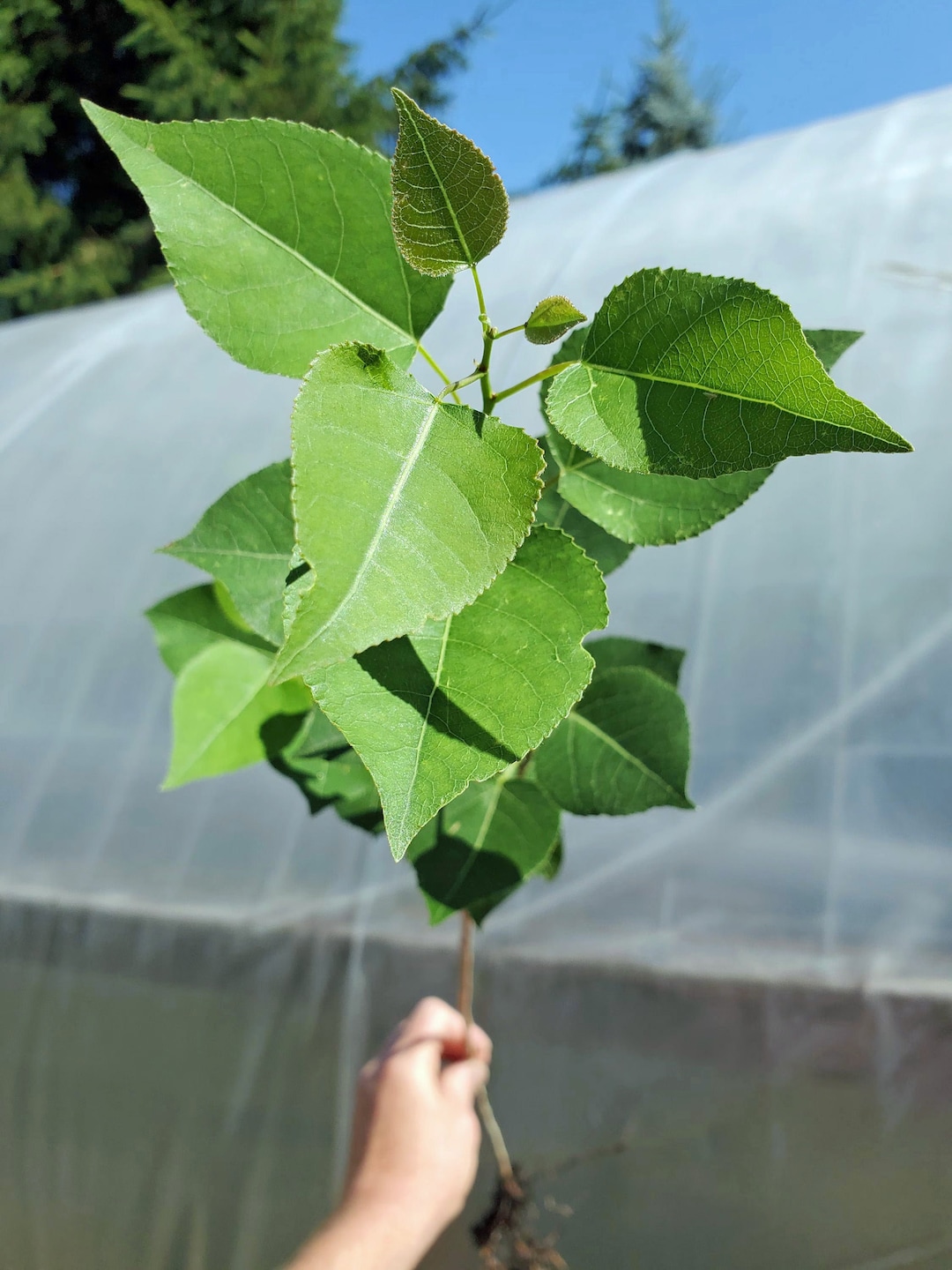 Quaking Aspen. Live 2 Year Old Tree in Nursery Pot. Populus Tremuloides ...