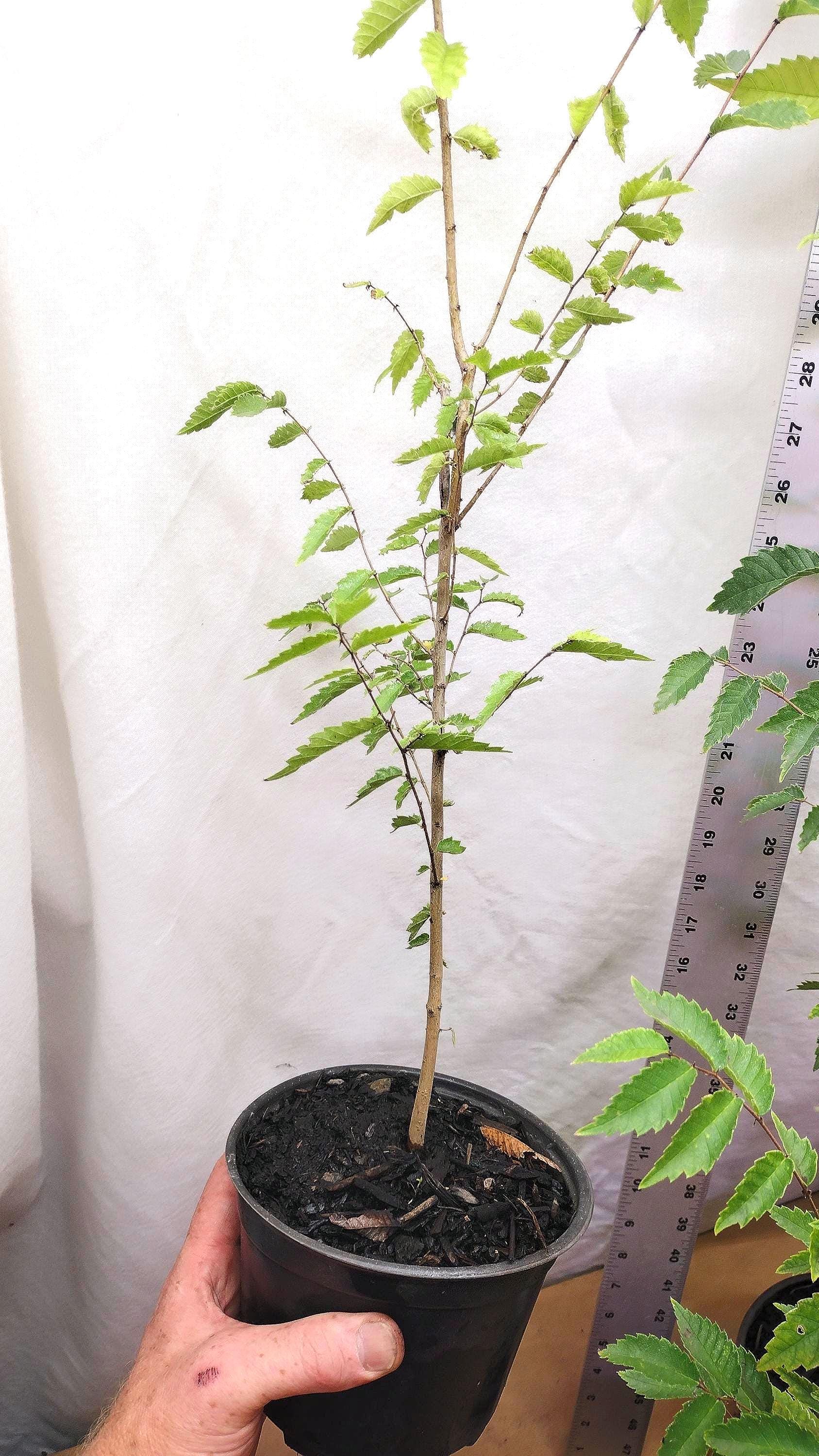 Zelkova Serrata Tree in Nursery Pot. Japanese Zelkova. Keaki. Elm ...