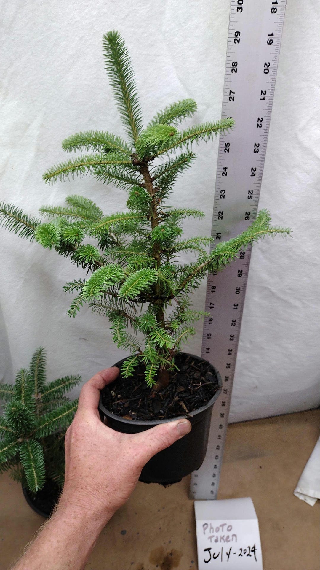 Live Fresh Fraser Fir Tree in Nursery Pot. Abies Fraseri. Mountain ...