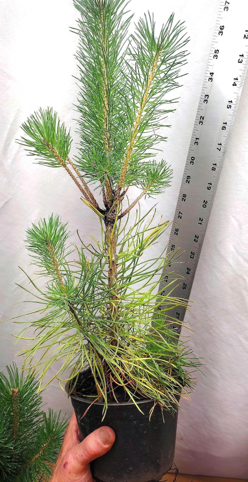 Scotch Pine Christmas Tree. Pinus Sylvestris. Live 3 Year Old Tree in ...