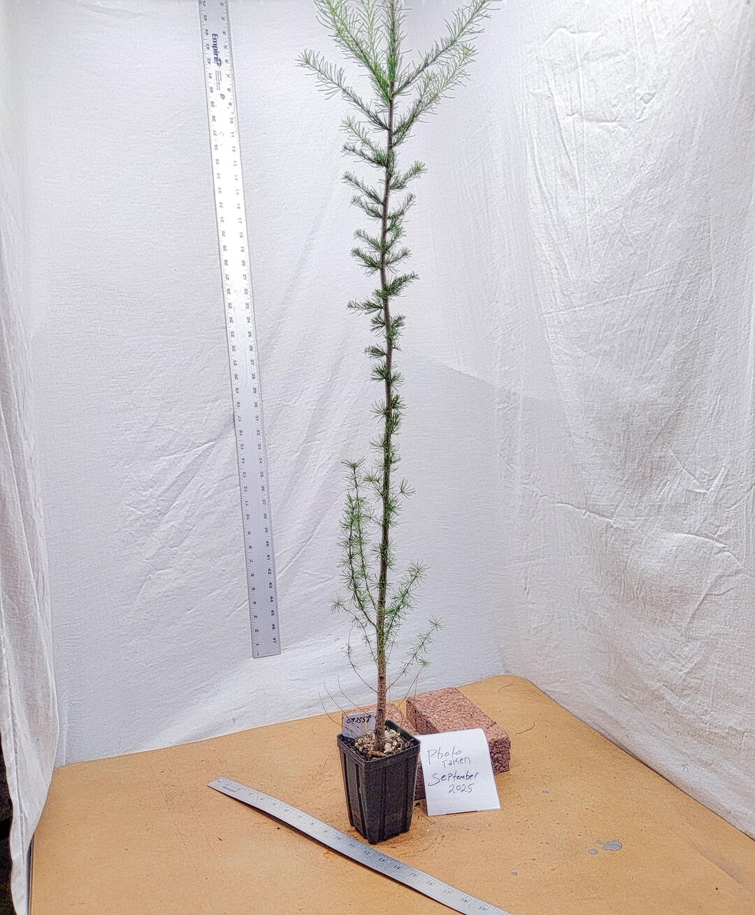 Tamarack Pre Bonsai Tree Larix Laricina. Eastern American Larch. ACTUAL ...
