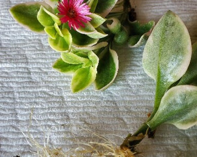 Variegated Heartleaf Ice Plant 3 Bare Root Succulent Cuttings ...