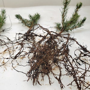 Colorado Blue Spruce Bare Root 9 Inch Tree. Pre Bonsai or Landscape ...