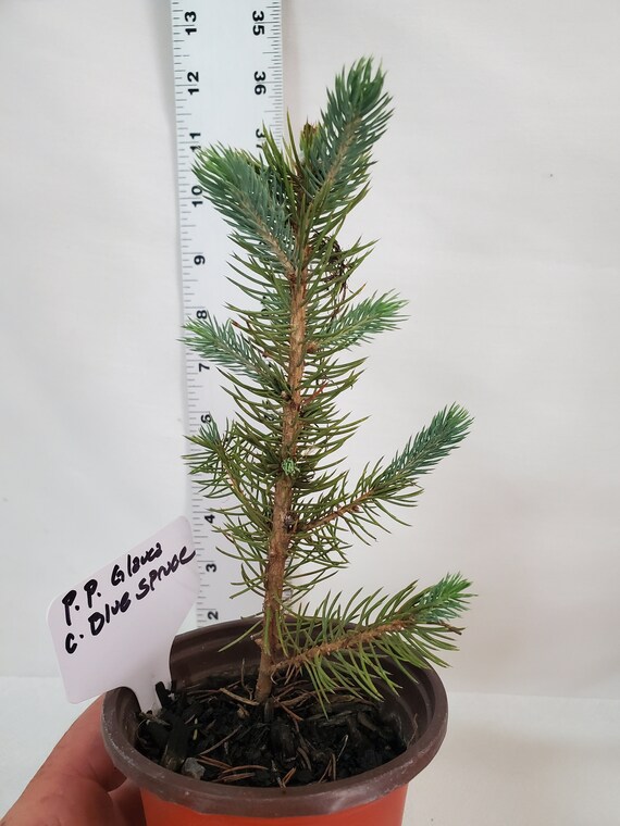 Pre Bonsai Blue Spruce. Picea Pungens. Live 9 Inch in Nursery - Etsy ...