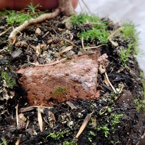 ACTUAL TREE PICTURED Live Root-over-rock/brick Blue Spruce Bonsai ...