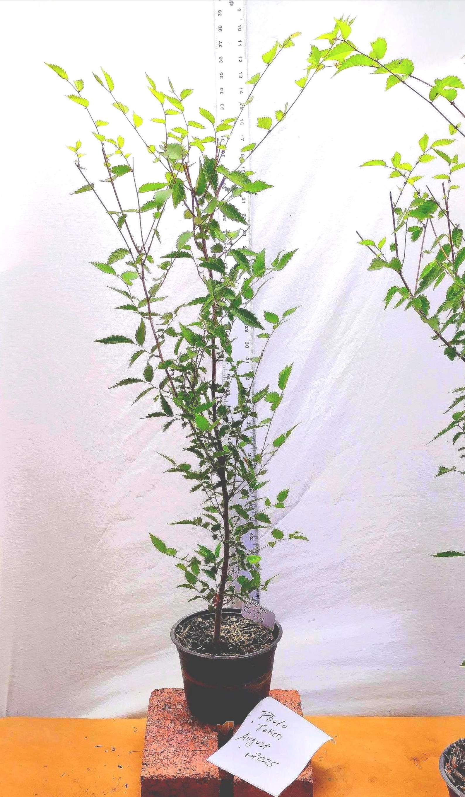 Zelkova Serrata Tree in Nursery Pot. Japanese Zelkova. Keaki. Elm ...
