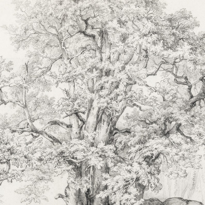 Antique Tree Sketch Vintage Nature Drawing Rustic Country | Etsy