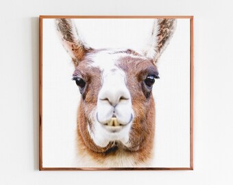 Llama Print Llama Art Alpaca Art Animal Print Alpaca - Etsy