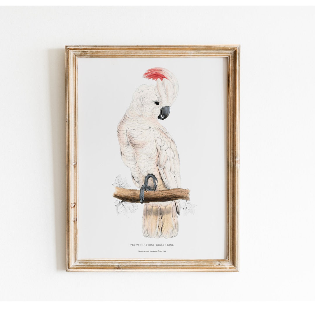 Cockatoo Print Parrot Art Bird Poster Tropical Wall Art - Etsy