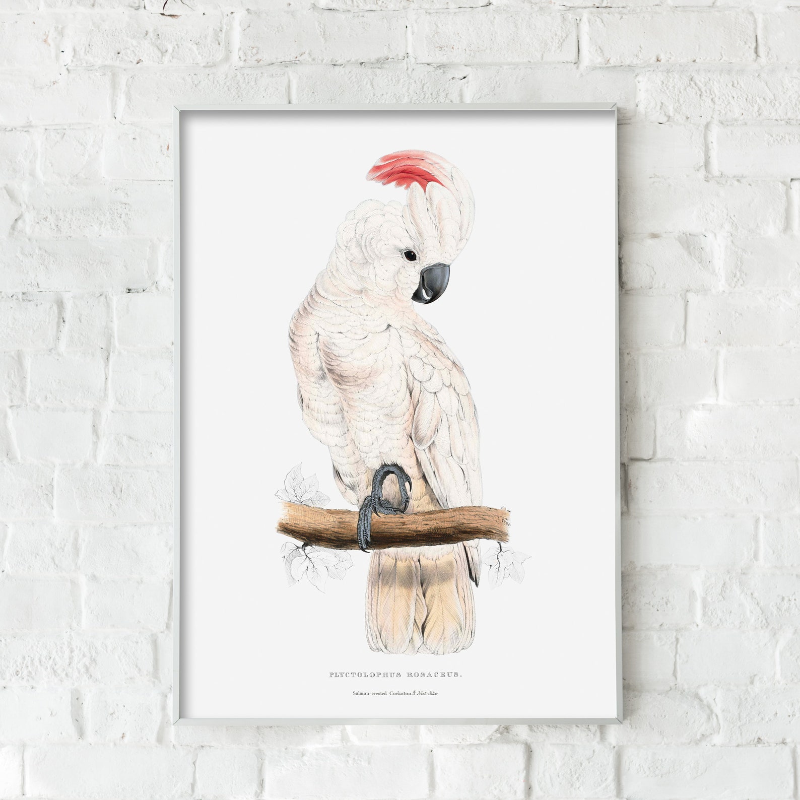 Cockatoo Print Parrot Art Bird Poster Tropical Wall Art | Etsy