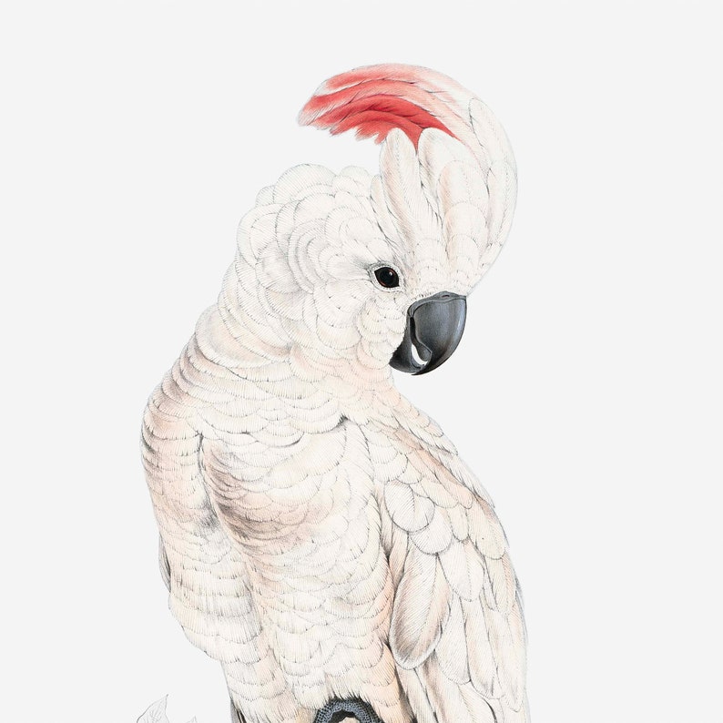 Cockatoo Print Parrot Art Bird Poster Tropical Wall Art - Etsy