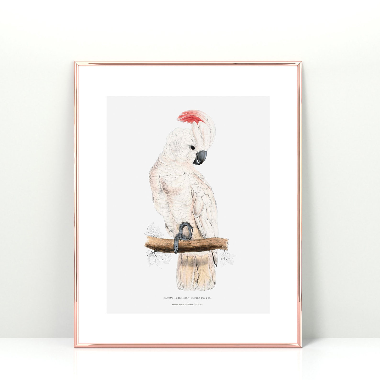 Cockatoo Print Parrot Art Bird Poster Tropical Wall Art | Etsy