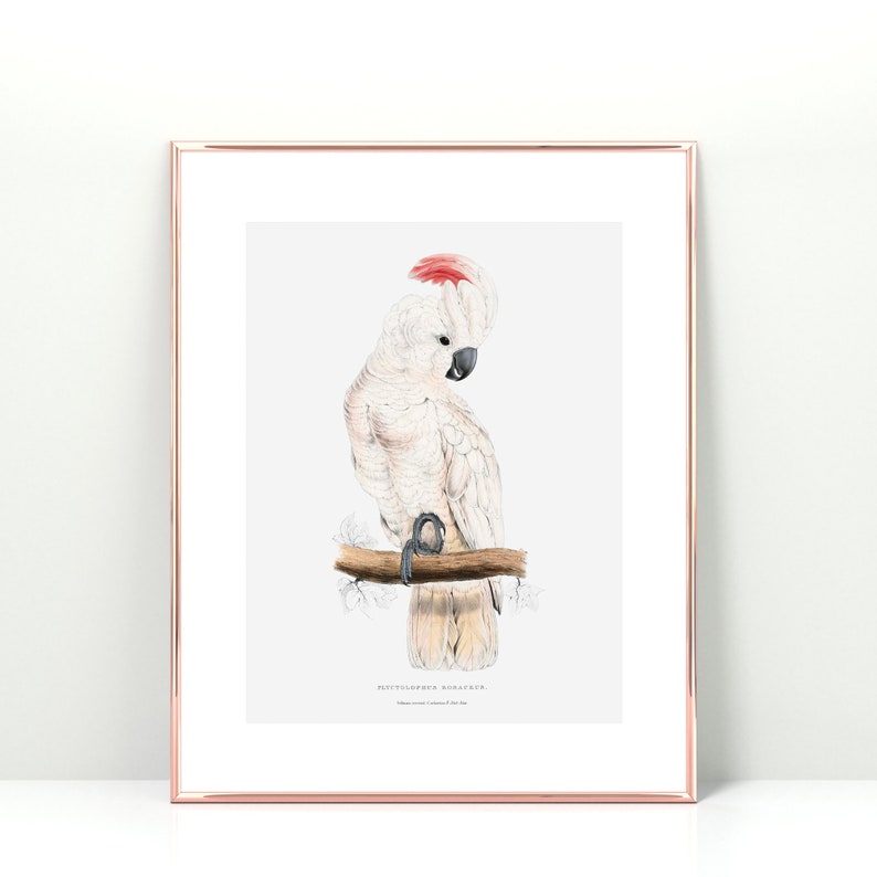 Cockatoo Print Parrot Art Bird Poster Tropical Wall Art - Etsy