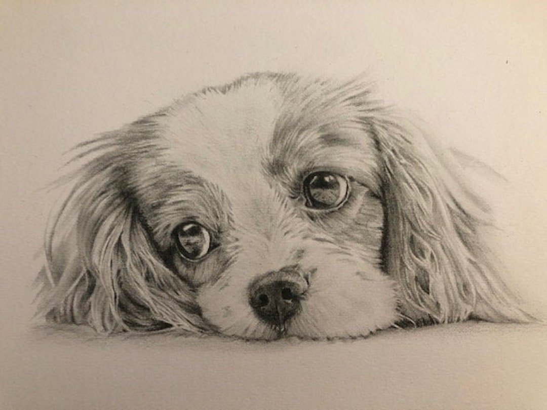 Custom Charcoal Pet Portraits - Etsy
