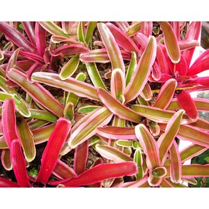 Bromeliad Mini Neoregelia Donger Plant Pink Red Bromeliad 2 Pups Small ...