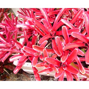 Bromeliad Mini Neoregelia Donger Plant Pink Red Bromeliad 2 Pups Small ...