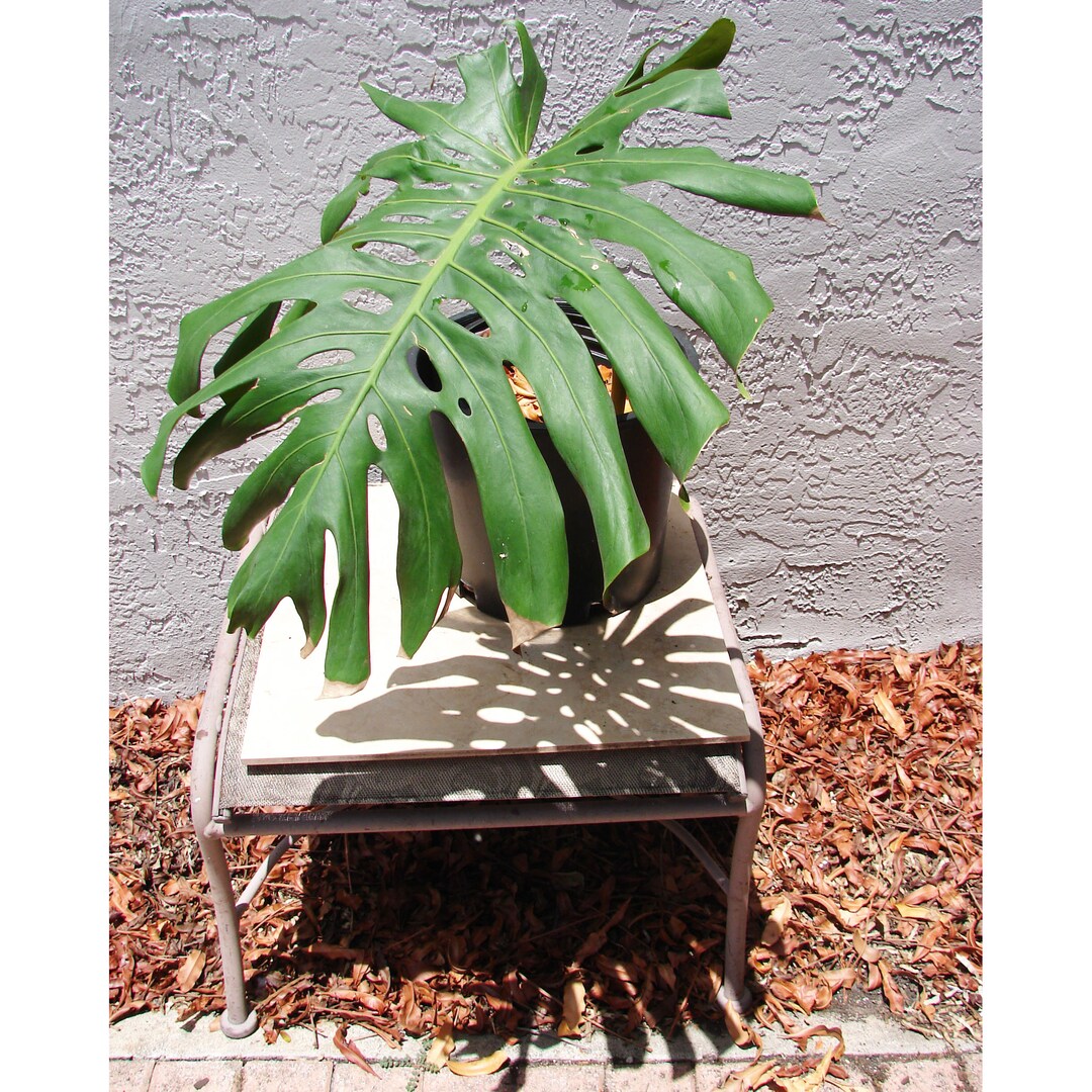 Large Monstera Deliciosa Fenestrated Well Rooted Plant Not Borsigiana ...