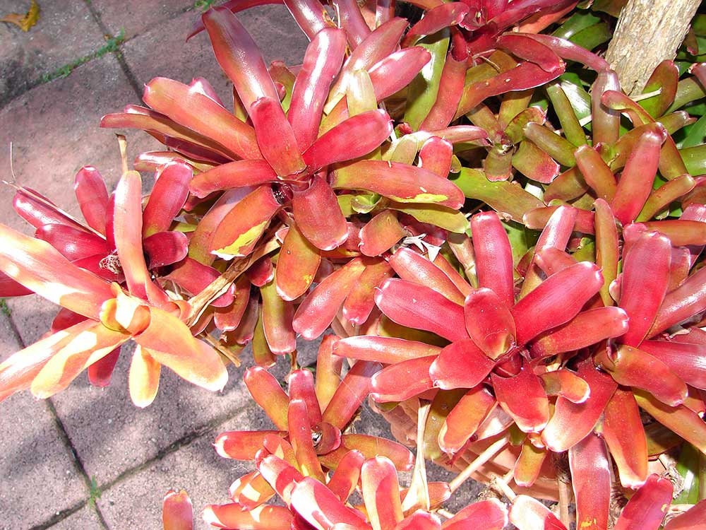 Bromeliad Mini Neoregelia Fireball 2 Plants Small Bromeliad - Etsy