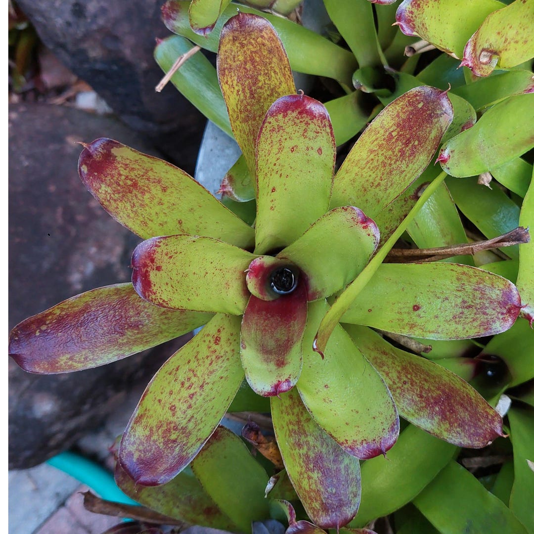 Bromeliad Mini Neoregelia Greenball Plant Small Lime Green and Red 1 ...