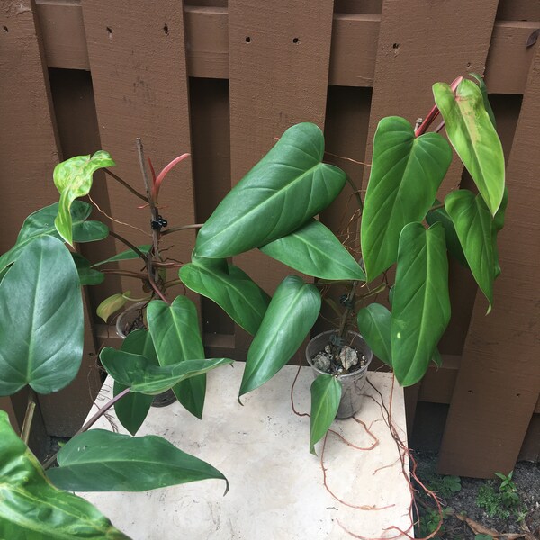Red Emerald Plant - Etsy