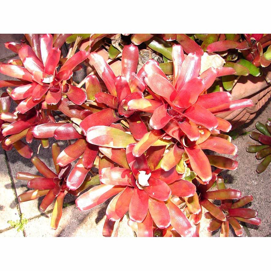 Bromeliad Mini Neoregelia Fireball 2 Plants Small Bromeliad - Etsy