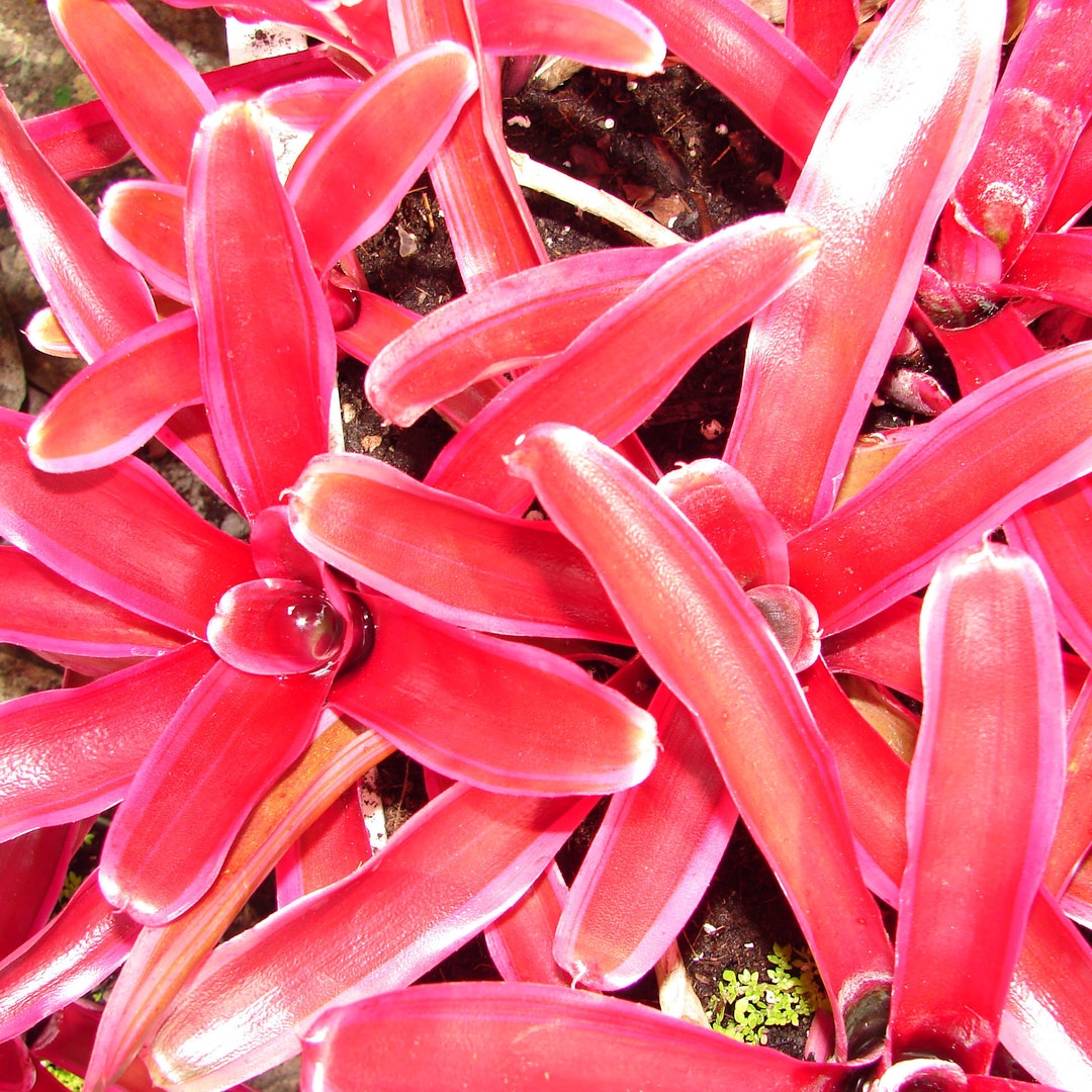 Bromeliad Mini Neoregelia Donger Plant Pink Red Bromeliad 2 Pups Small ...