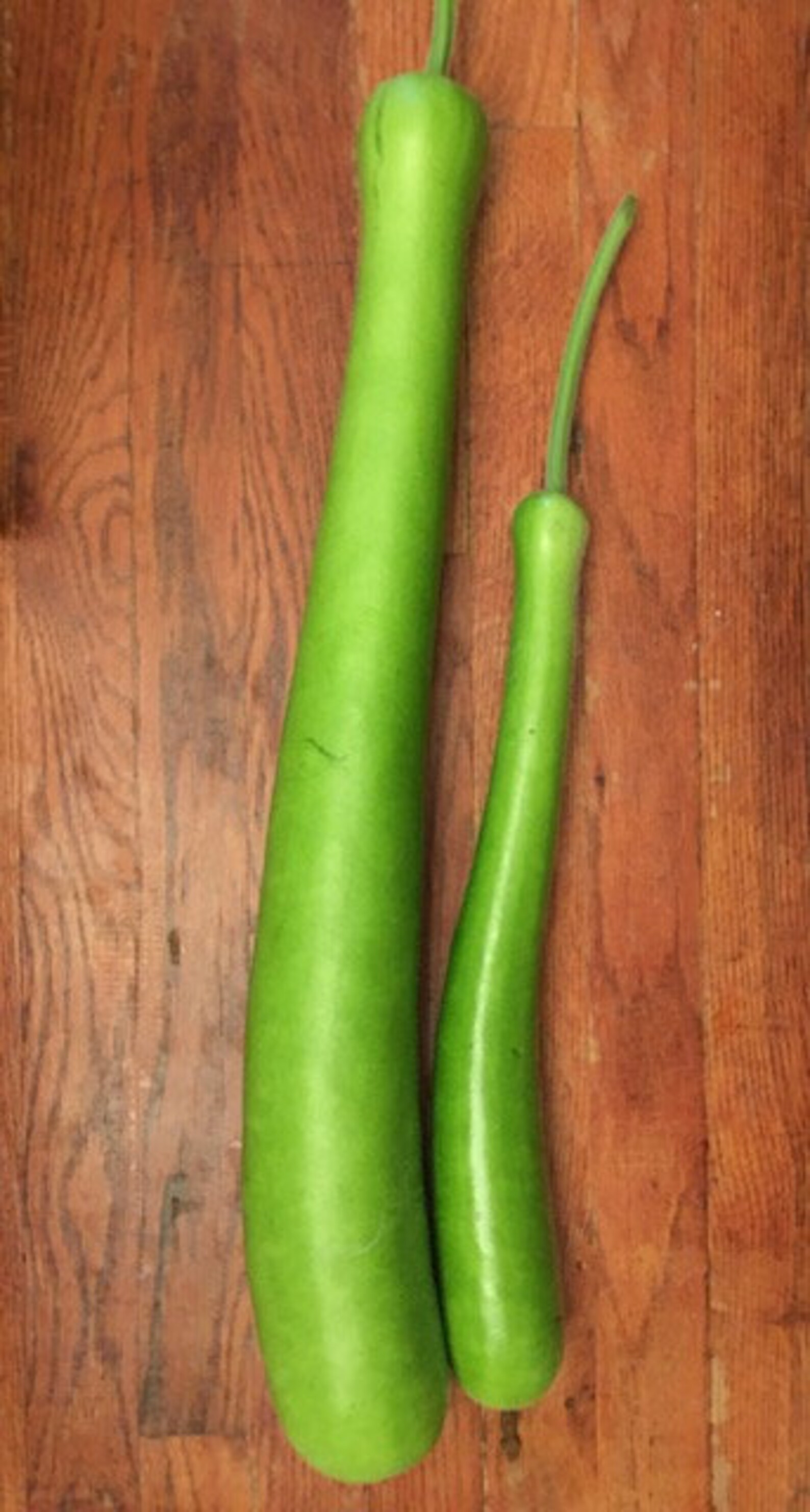 Long Gourd Melon Seeds( 瓠子 ) 15pcs,free Shipping USA - Etsy