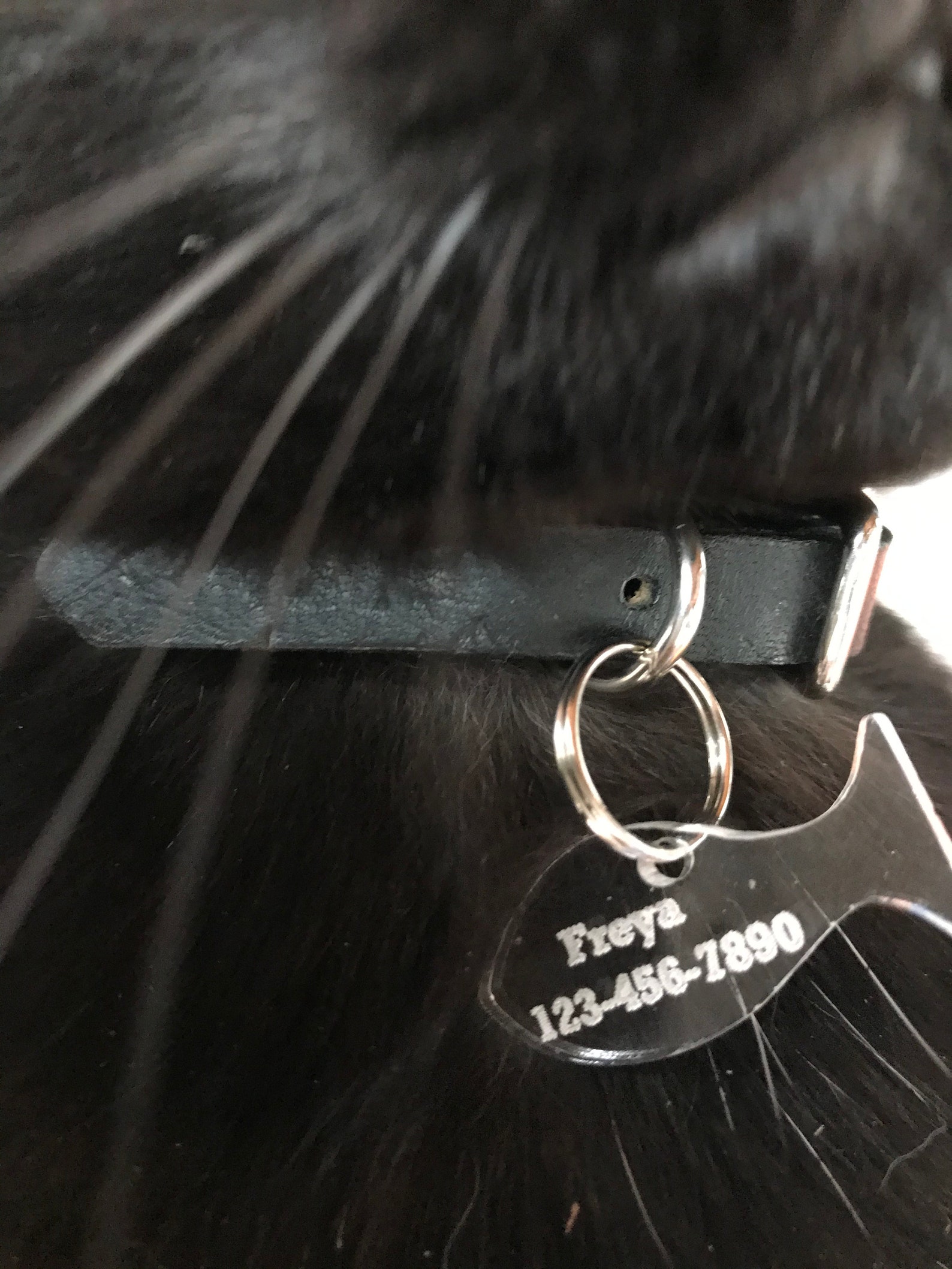 Fish Cat Tag, Cat Name Tag, Cute Pet Id Tag, Pet Tags, Cat Collar Tag ...