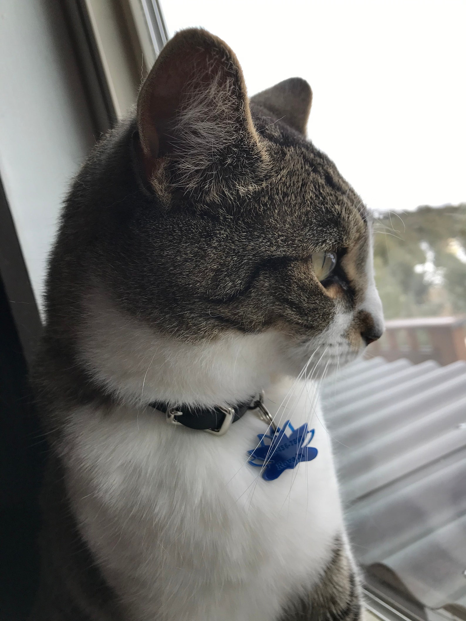 Lotus Flower Pet Tag, Cat Id Tag, Cat Collar Tag, Kitten Tag, Flower ...