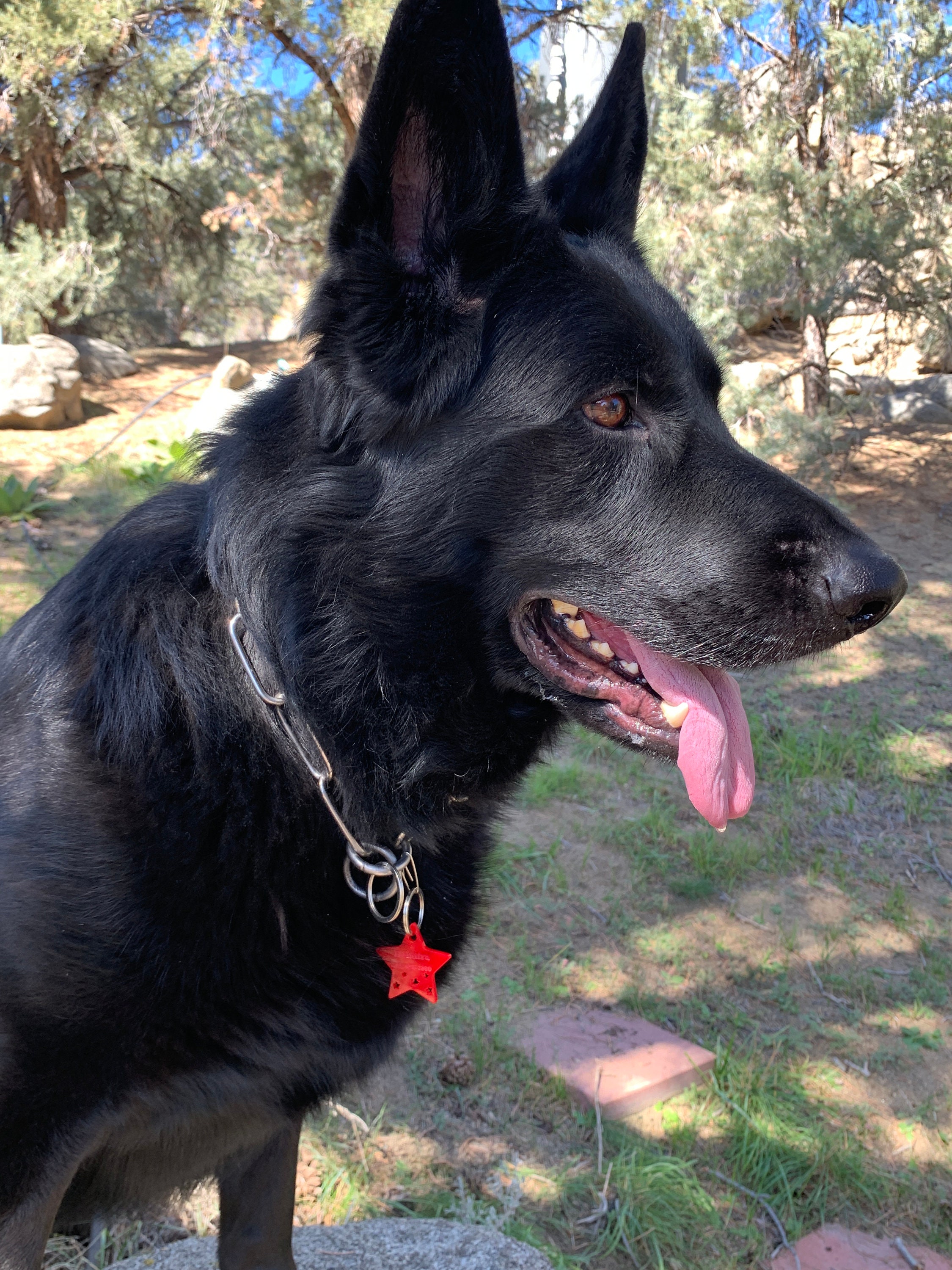 Star Dog Tag With Small Stars, Star Pet Id Tag, Collar Tag, Cute Pet Id ...