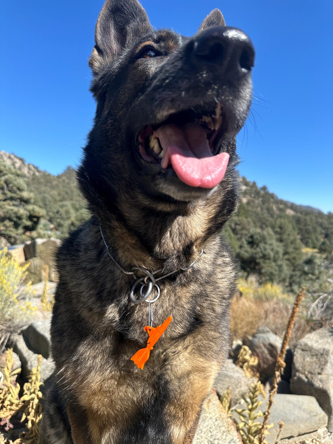 Witches Broom and Hat Dog ID Tag, Custom Spooky Tag for Dogs and ...