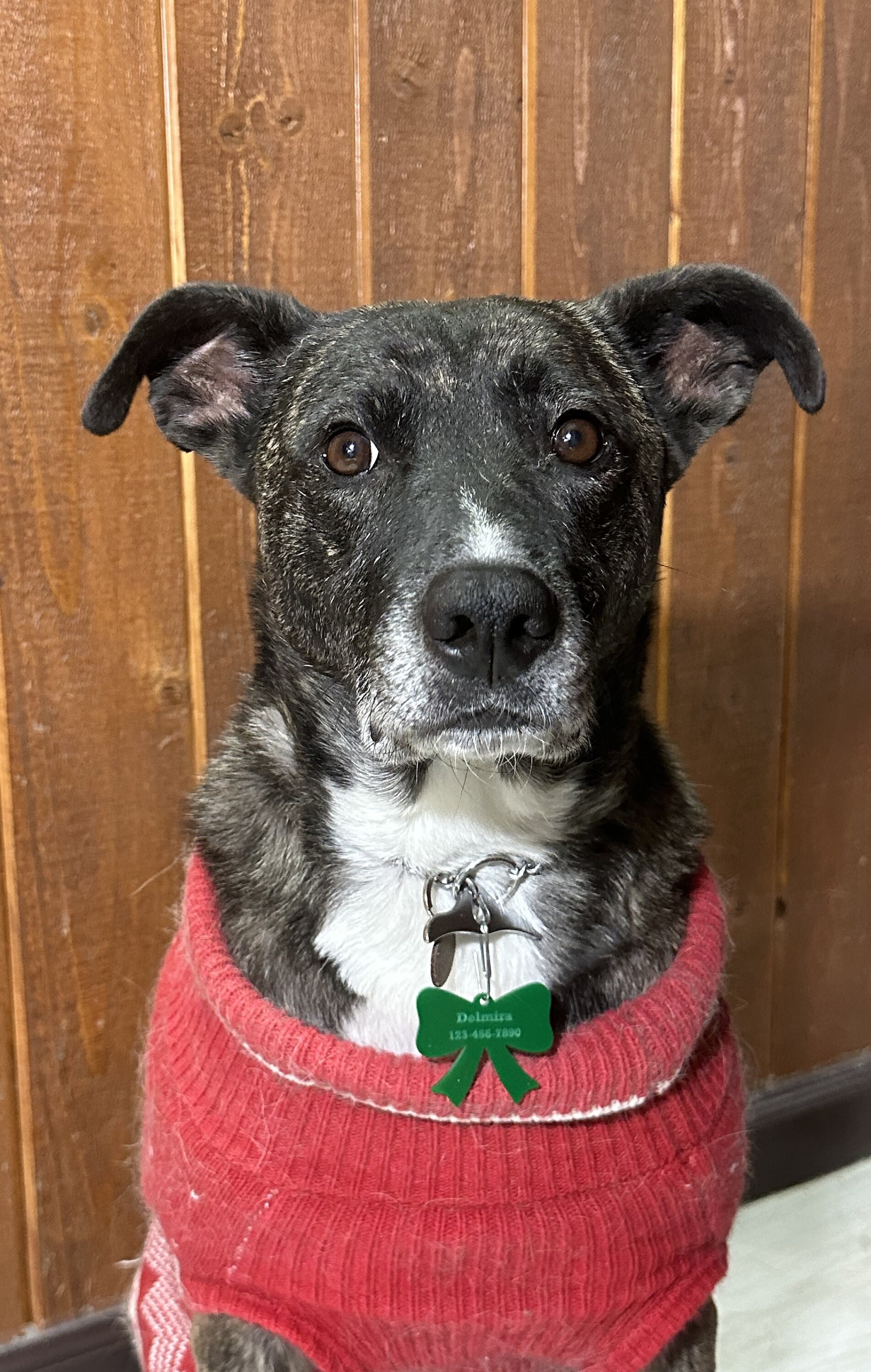 Dog Ribbon Name Tags Holiday Dog Tag Ribbon Name Tags Dog - Etsy