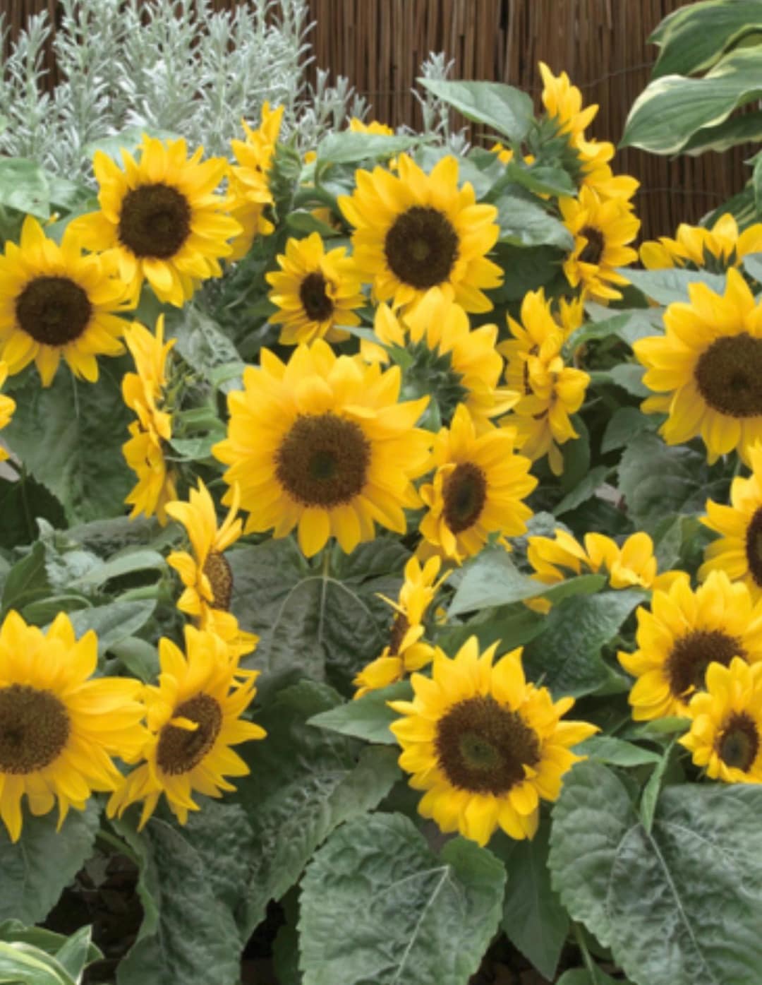 Sunflower Smiley Dwarf - 25 Seeds - Dazzling and Easy to Grow - F1 ...