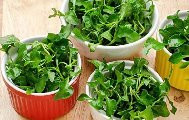 Watercress - 500+ Seeds - Organic - Heirloom Vegetable, Culinary ...