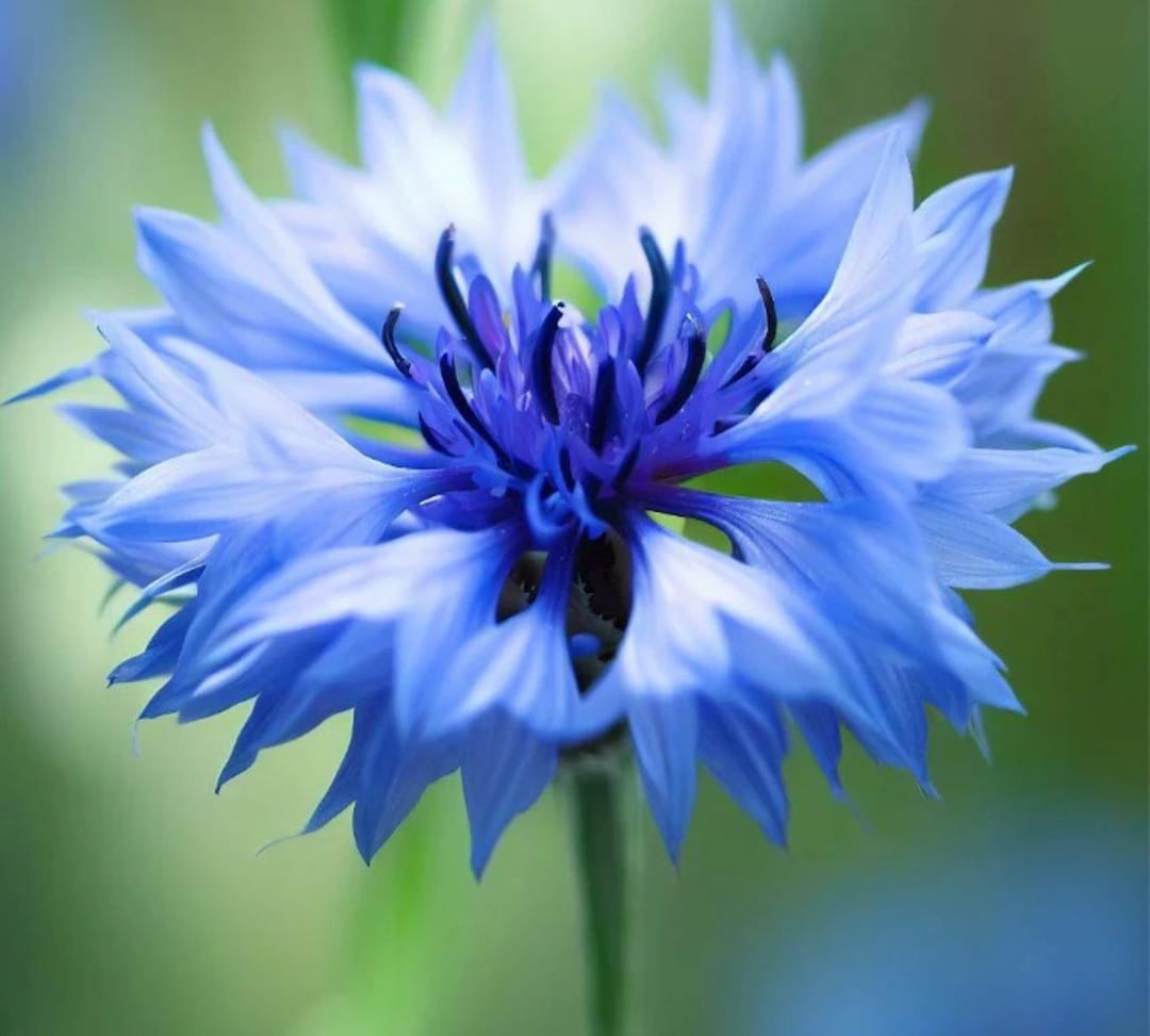 Bachelor Button Cornflowers Tall Blue 200 Seeds - Etsy