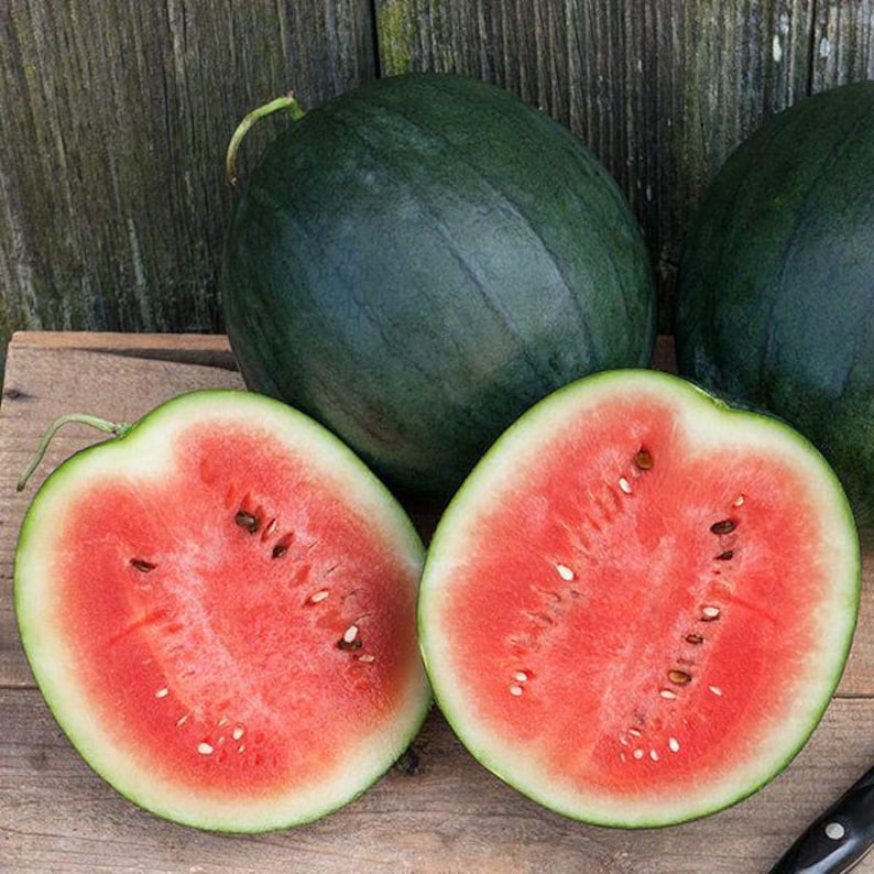 Watermelon 'sugar Baby' - Compact Watermelon for Container Gardening ...