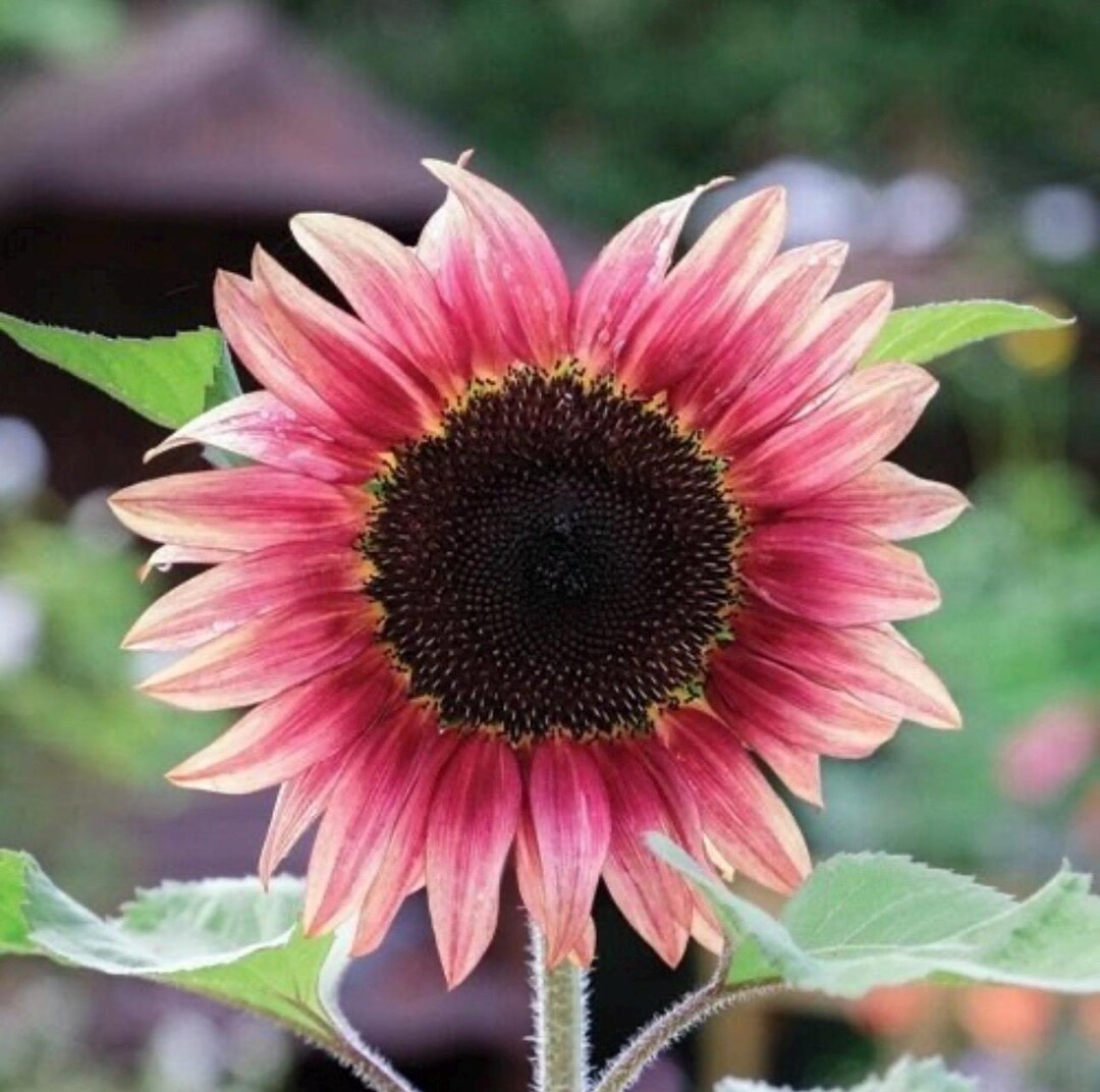 Ruby Eclipse Sunflower Seeds: Pink, Cream, Rose Blend - Etsy