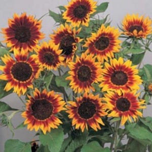 Ring of Fire Sunflower Seeds: Bicolored Blooms, Culinary & Medicinal ...