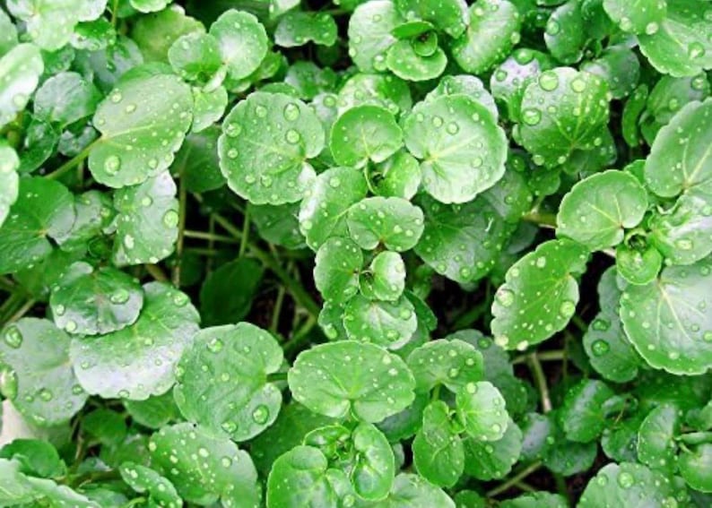 Watercress - 500+ Seeds - Organic - Heirloom Vegetable, Culinary ...