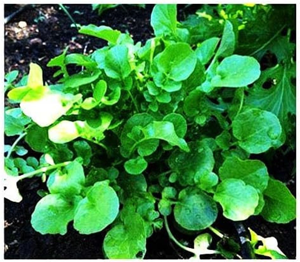 Watercress - 500+ Seeds - Organic - Heirloom Vegetable, Culinary ...