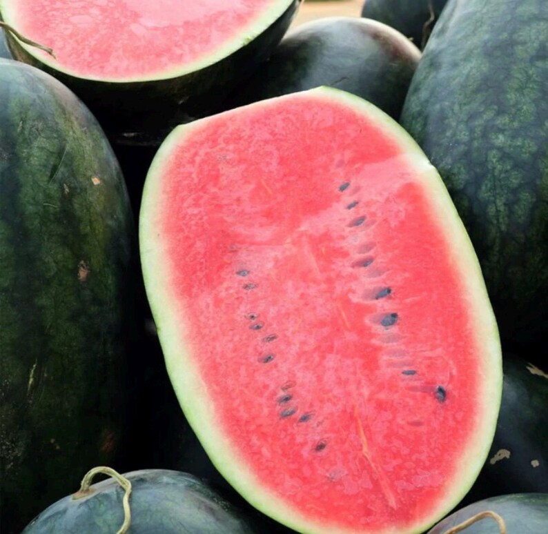 Watermelon 'black Diamond' Seeds Rare Dark Green Watermelon Large Fruit ...