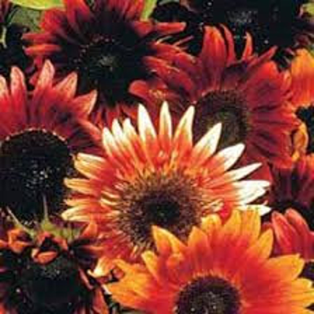 Sunflower Infrared Mix F1 Seed Mix ,20 Seed Pack, Red Sunflower Mix - Etsy