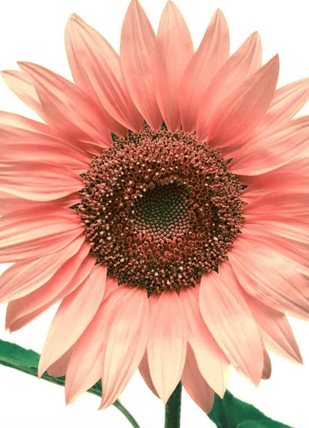 20 Seeds Pink Sunflowers Rare Planting Sunflower Gardening, Planting ...