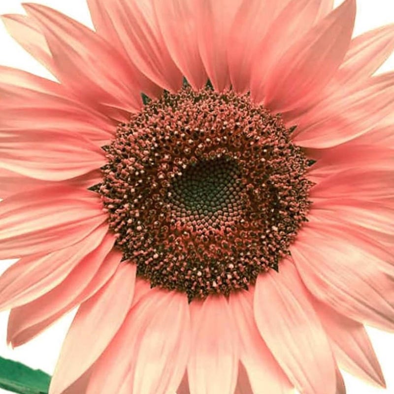 Pink Sunflower - Etsy