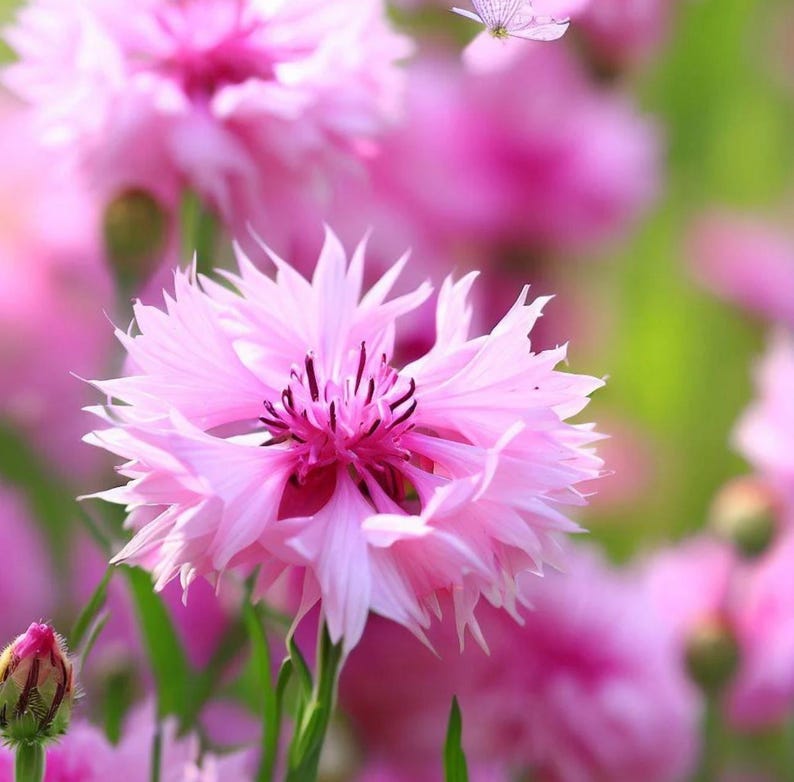 Bachelor Button Cornflowers Tall Pink 200 Seeds - Etsy