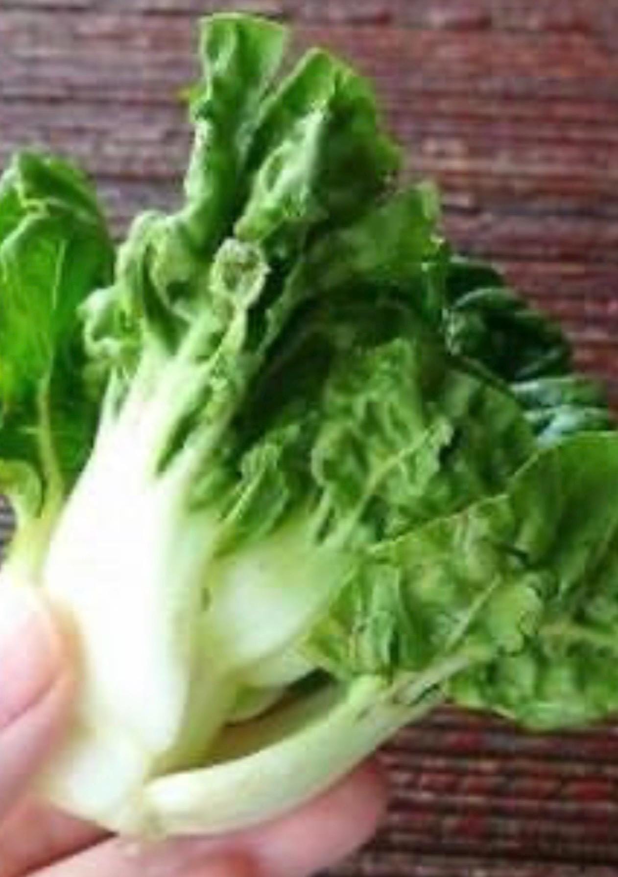 Bok Choy Baby Extra Dwarf 150 Seeds: Fast 30 Day Harvest - Container ...