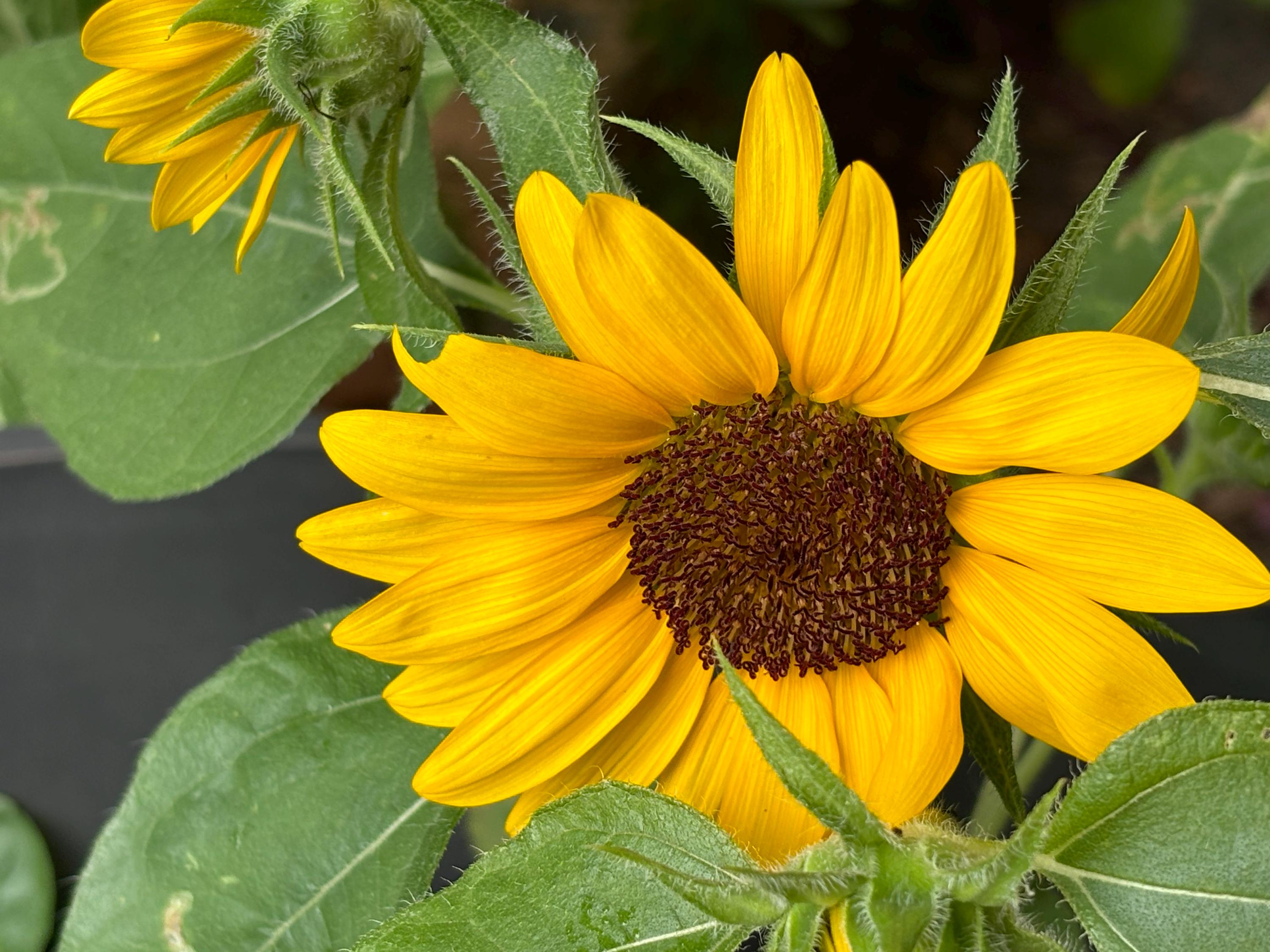 Sunflower Smiley Dwarf - 25 Seeds - Dazzling and Easy to Grow - F1 ...