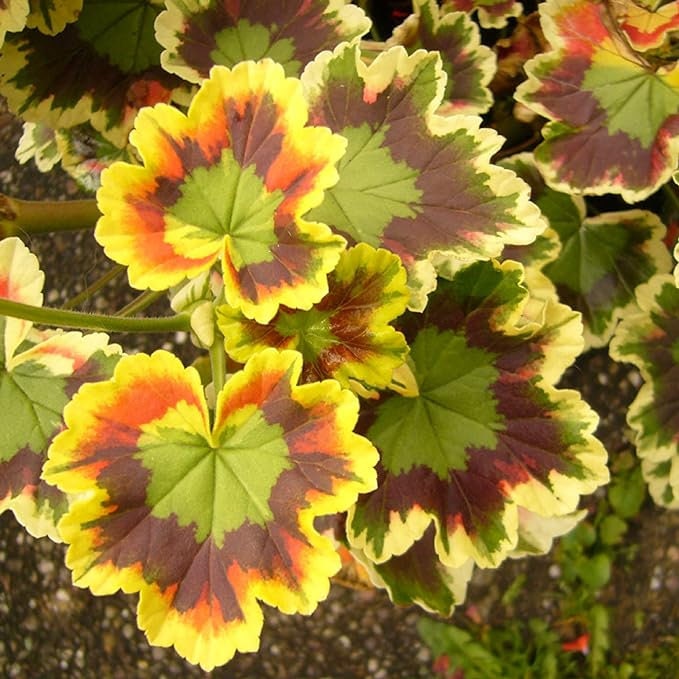 Geraniums, Cranesbills 15 Seeds Red Green Yellow Mixed Rare Flowering ...