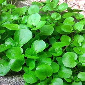 Watercress - 500+ Seeds - Organic - Heirloom Vegetable, Culinary ...